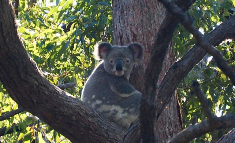 A guide to koalas at Griffith - Explore