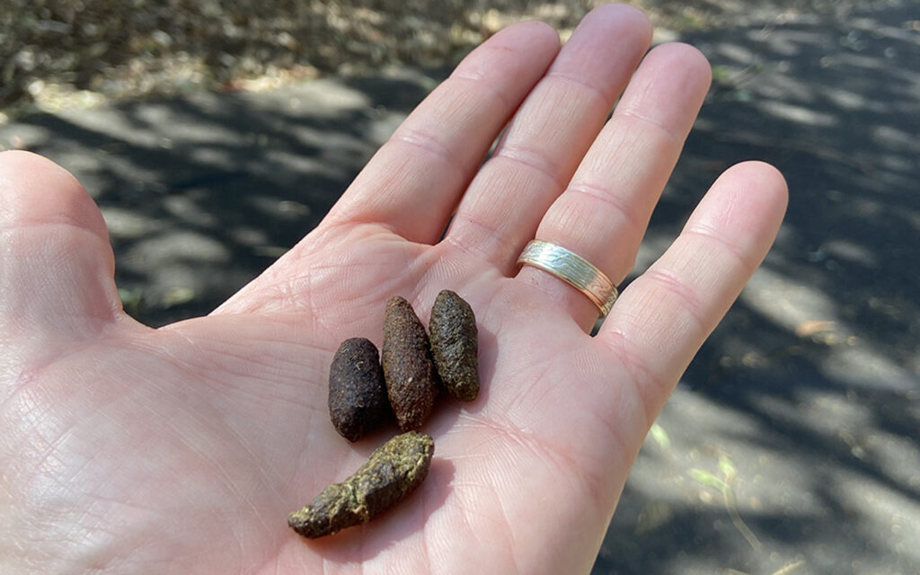 A guide to koalas at Griffith - Explore